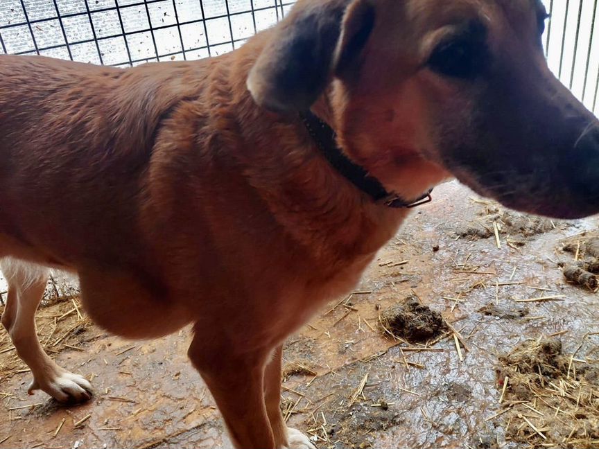 Собаке с опухолью нужен дом