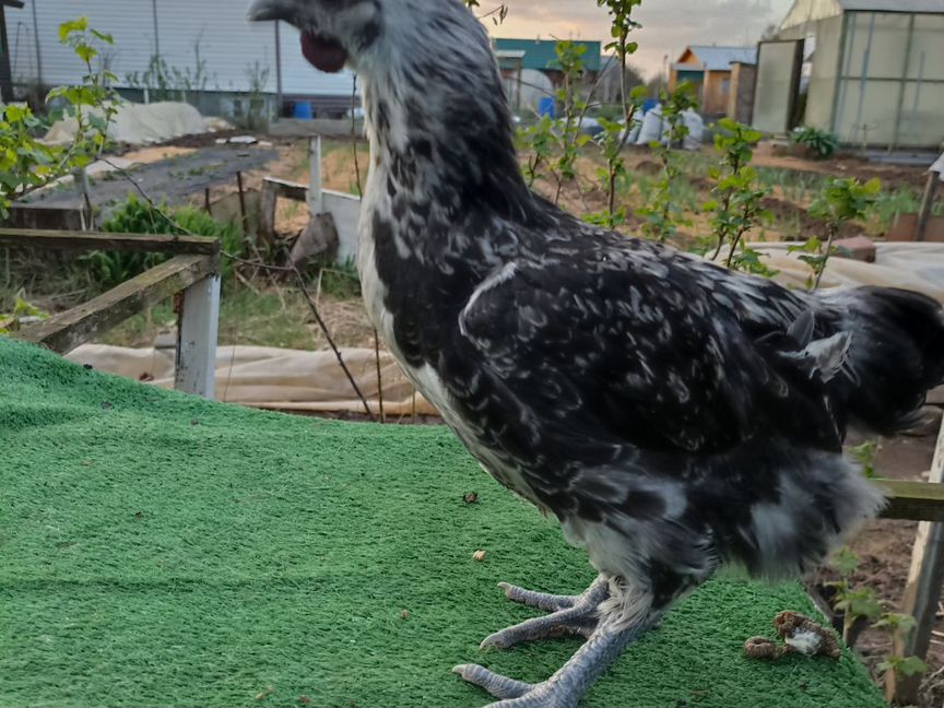 Петух лакеданзи