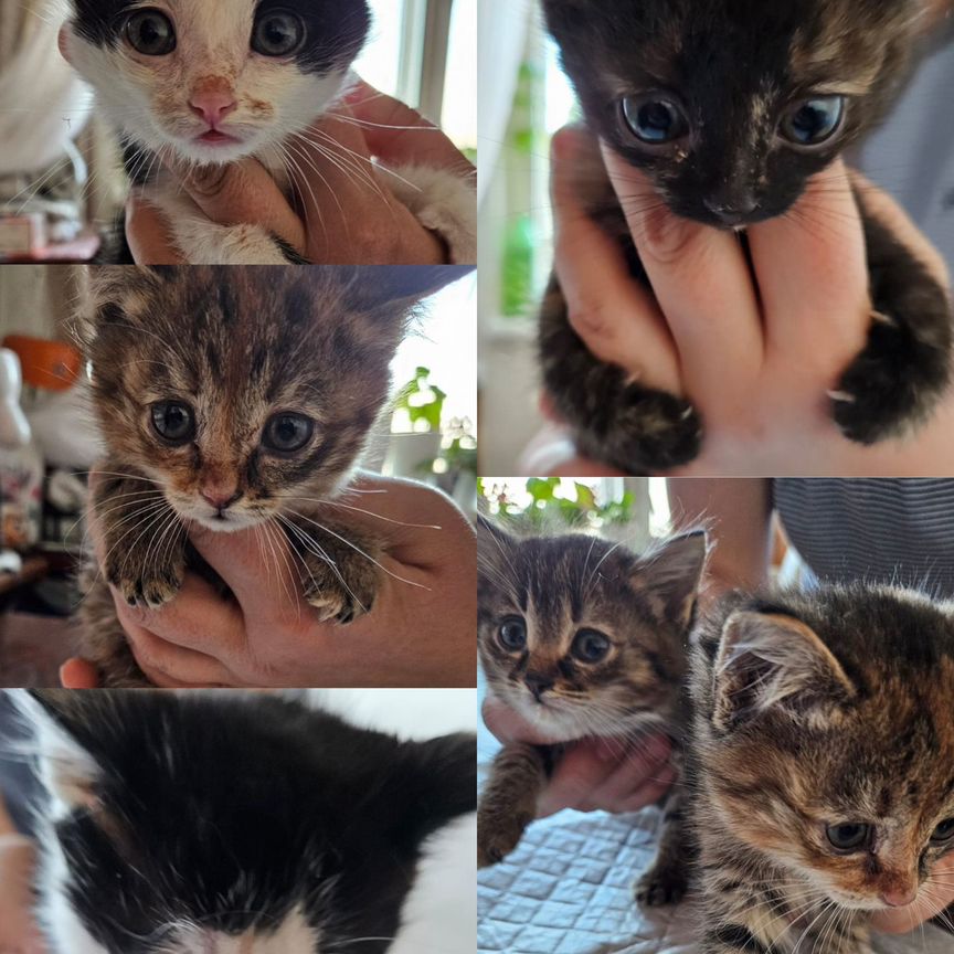 Котята в добрые руки даром бесплатно