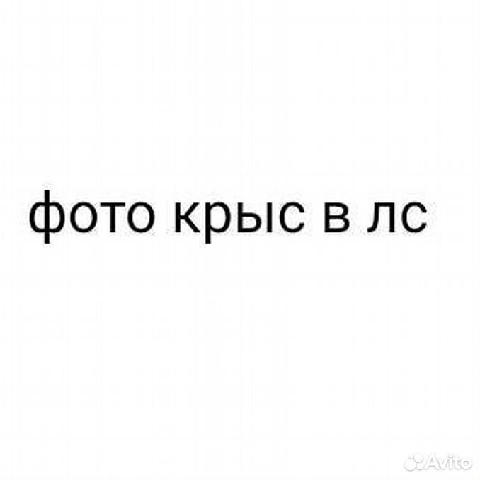 Домашние животные грызуны