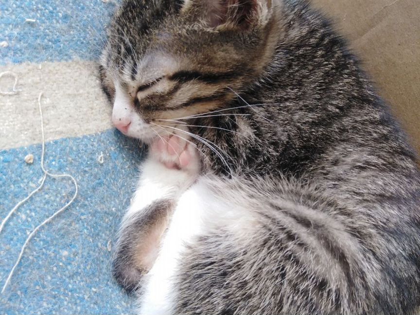 Котята в добрые руки