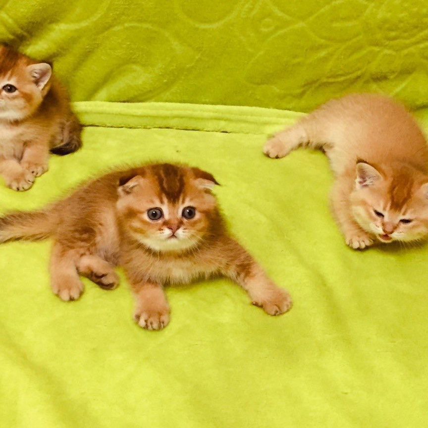 Шотландская золотая