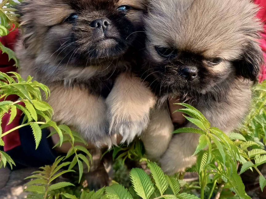 Щенки пекинеса