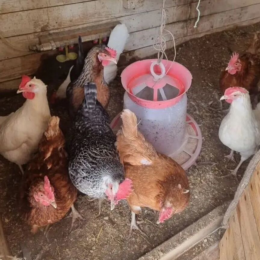 Куры несушки продам