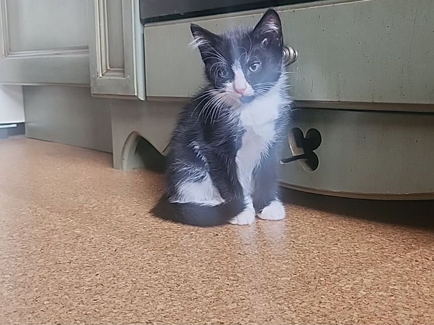 Котик