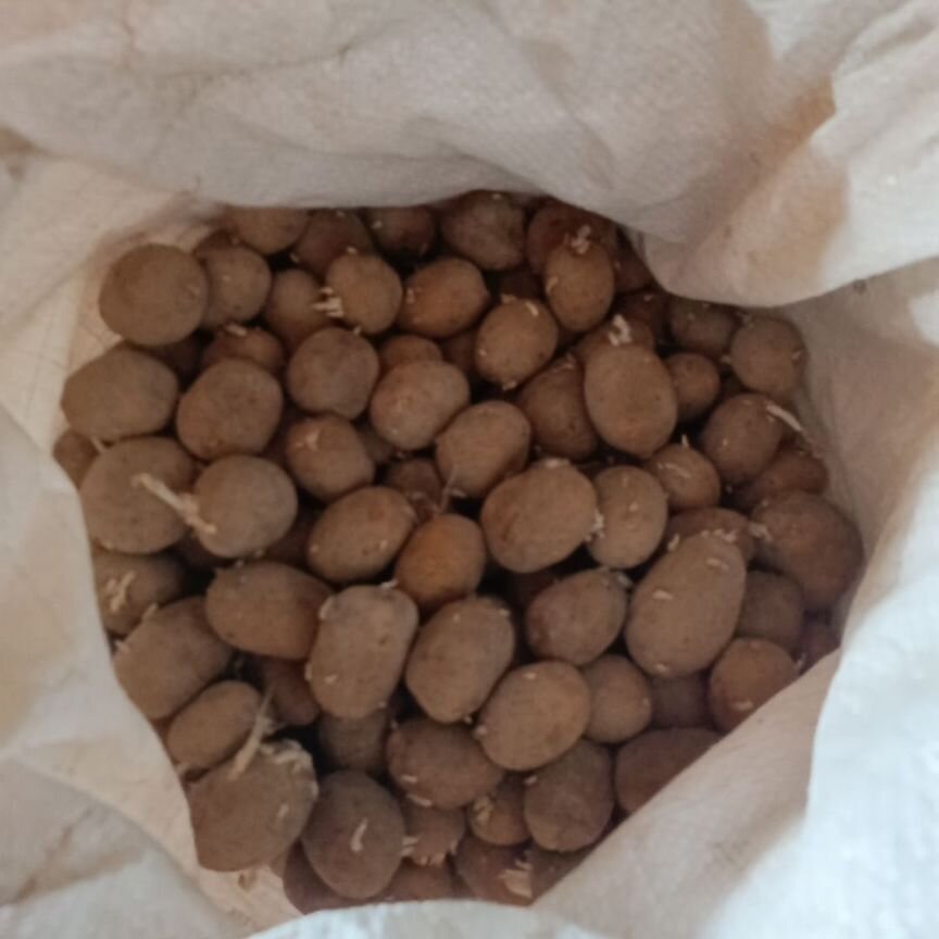 Картофель на корм скоту