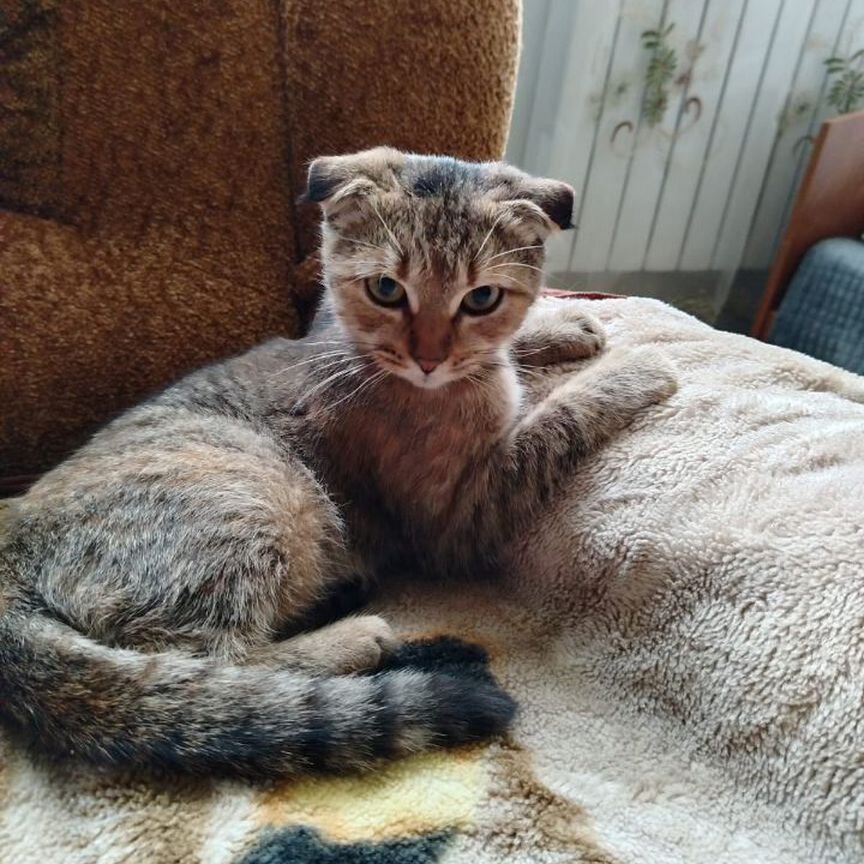 Вислоухая кошечка