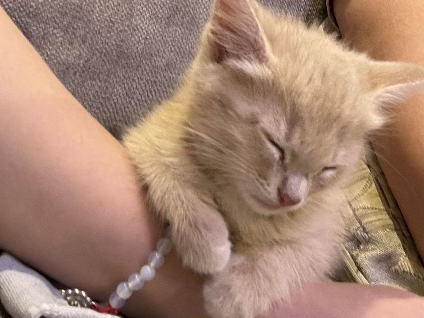 Котёнок, в добрые руки, к лотку приучен