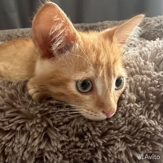 Бесплатно в дар рыжик котик