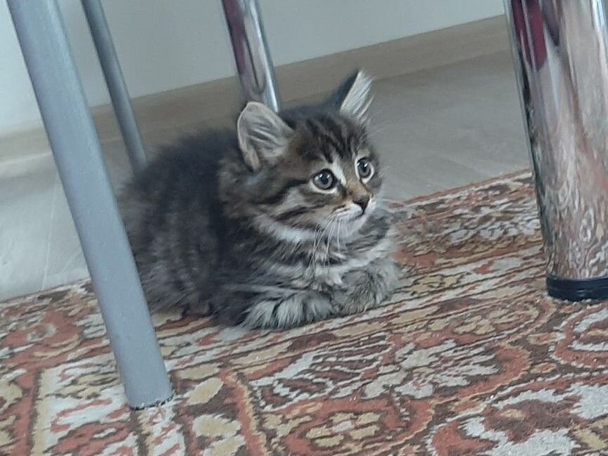 Домашние животные котята