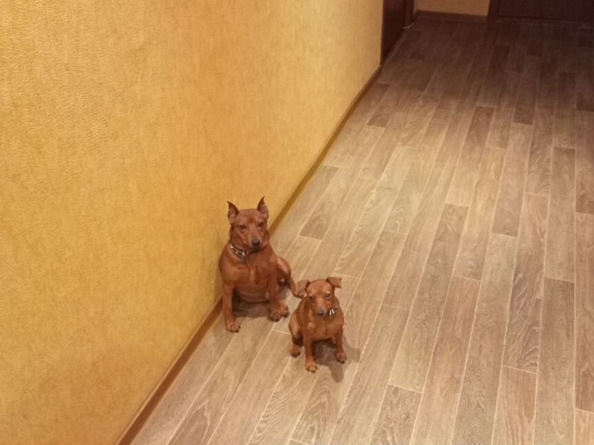 Щенки цвергпинчера