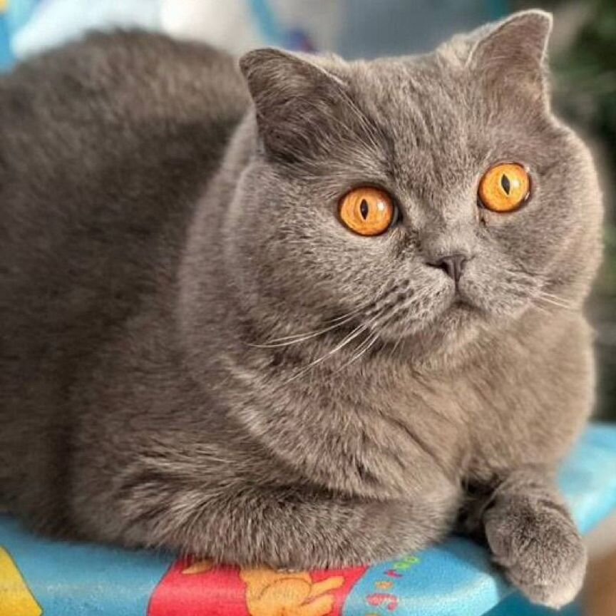 Кошка в добрые руки