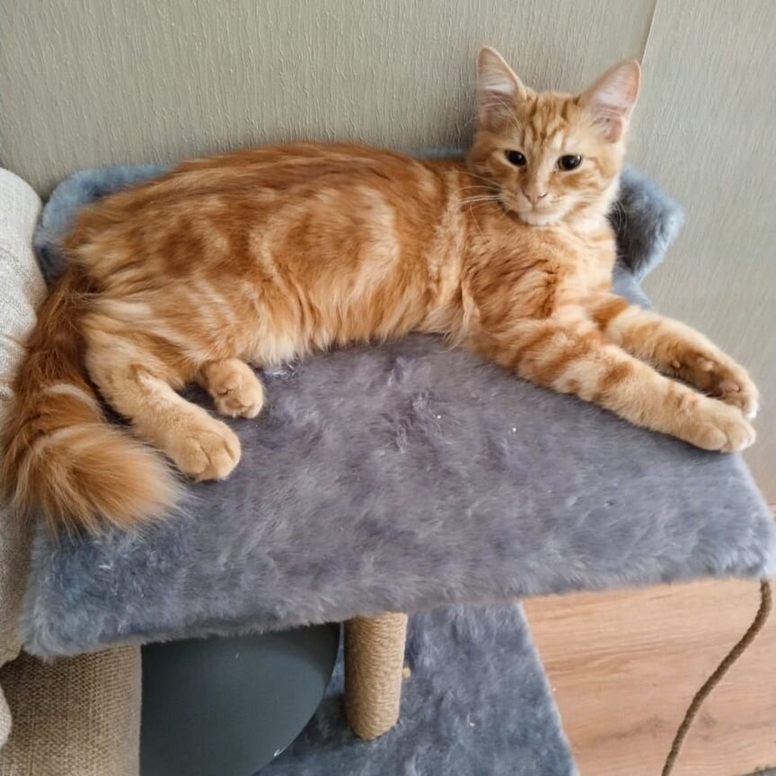Кот на вязку