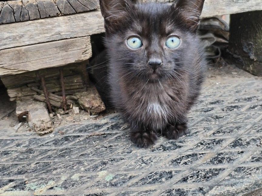 Котята милашки