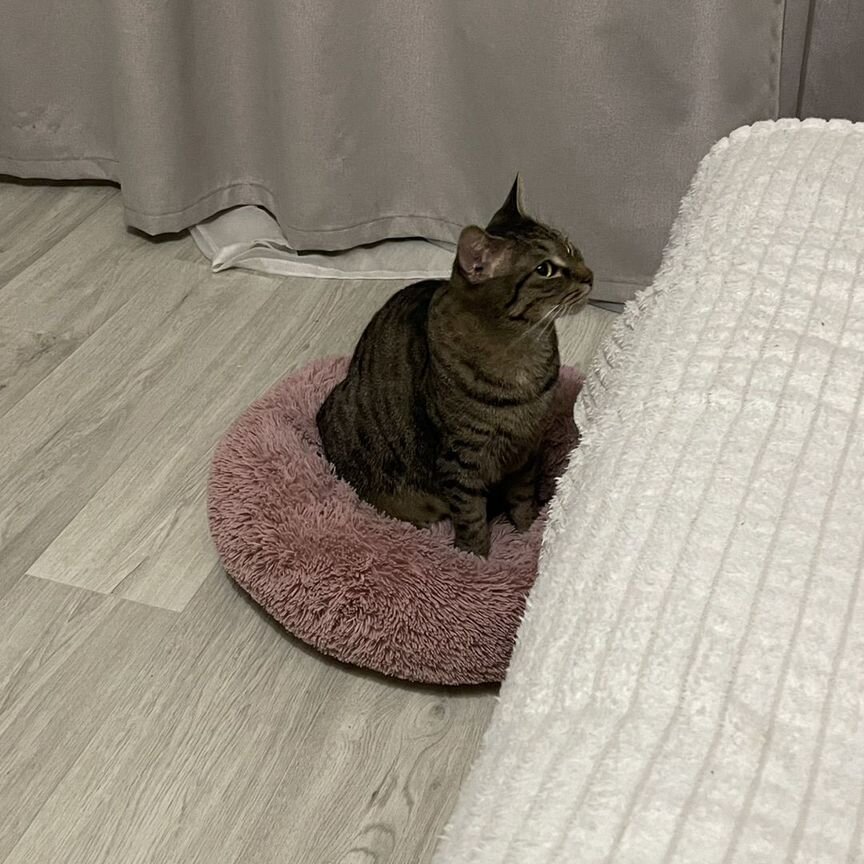 Котята в добрые руки мальчики