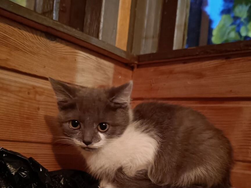 Крошки ищут заботливый дом