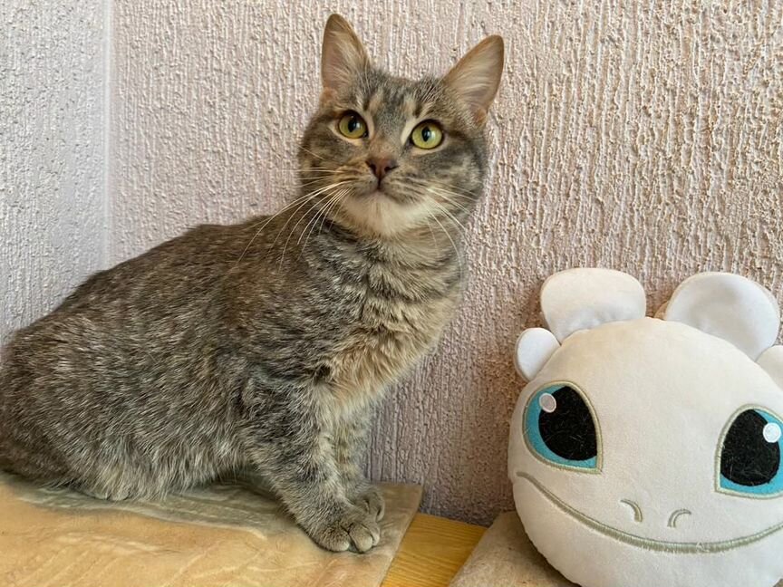 Вискасная кошечка