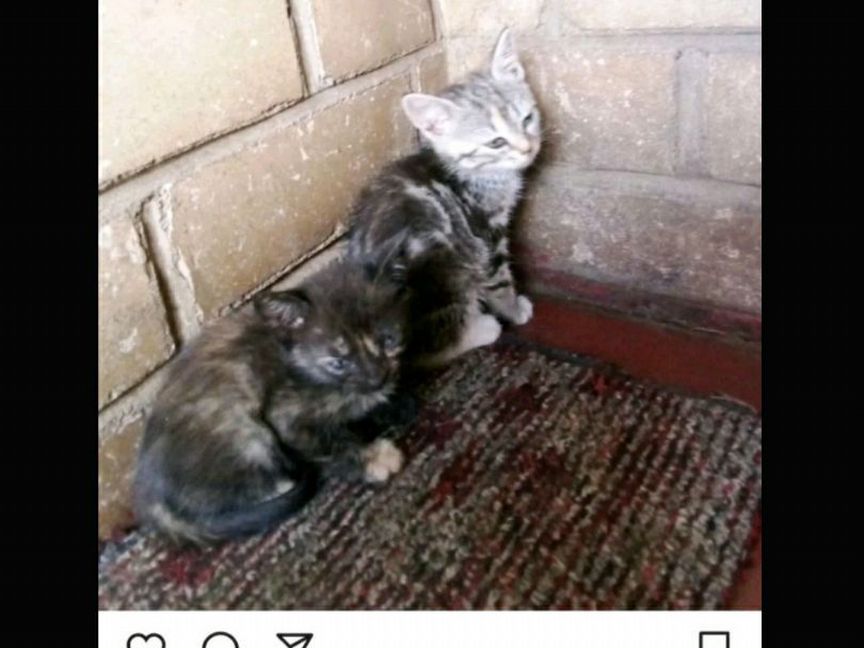 Котята в добрые руки