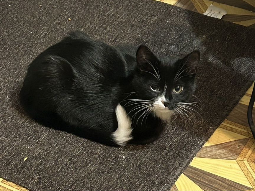Кошка 4 месяца