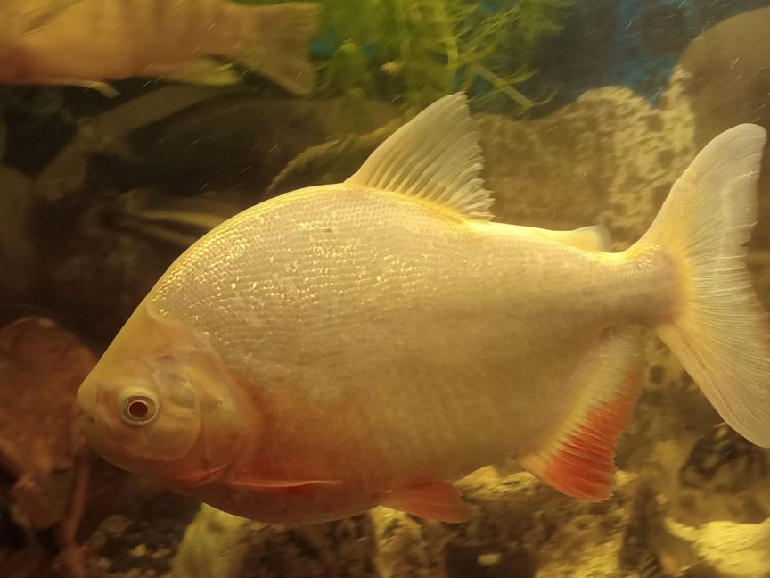 Альбинос Паку