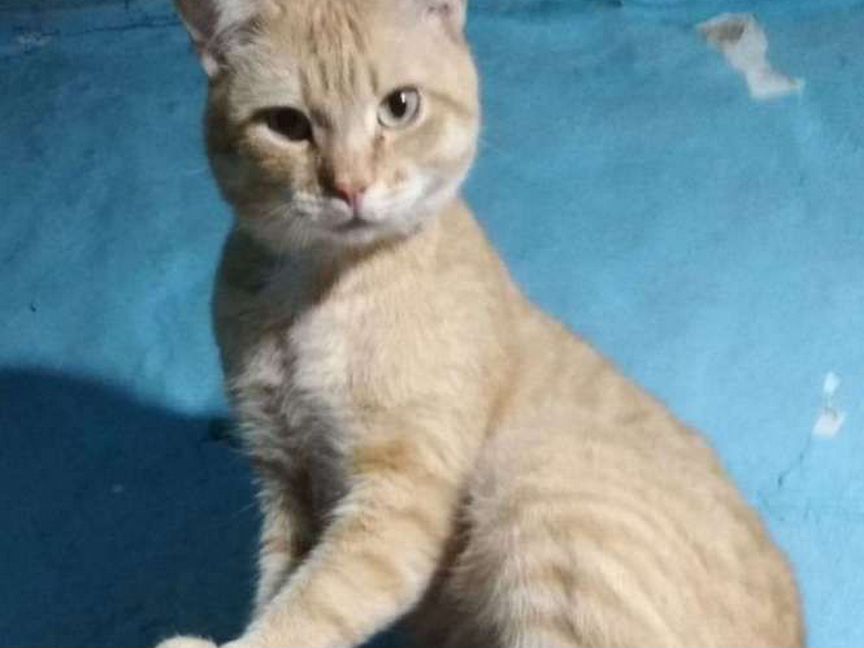 Кошка
