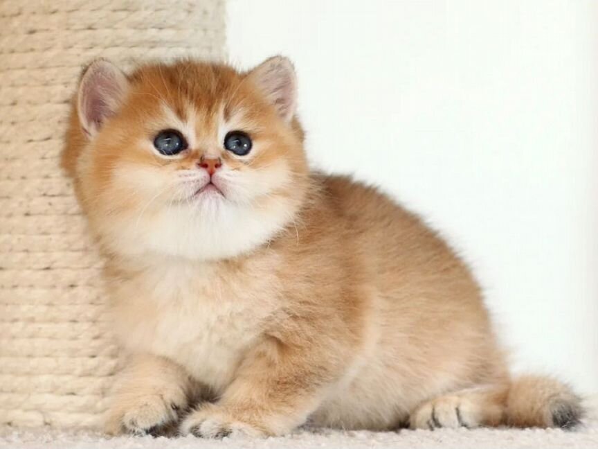 Шотландские золотые пупсы беби-фейс