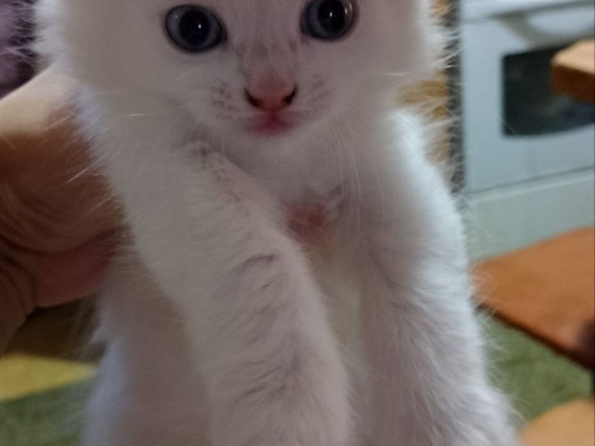 Кошечки шиншилла с голубыми глазками