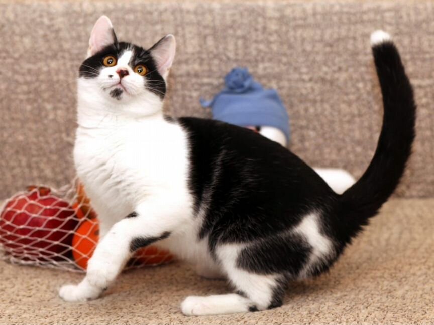 Котенок в добрые руки