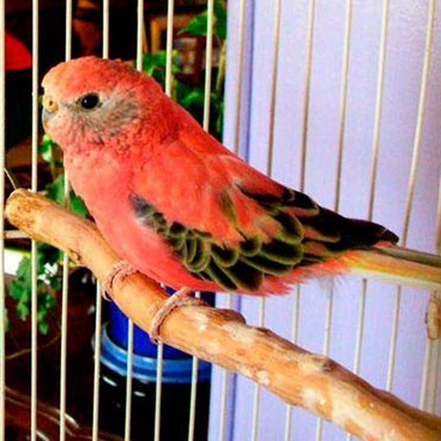 Лазурные попугаи