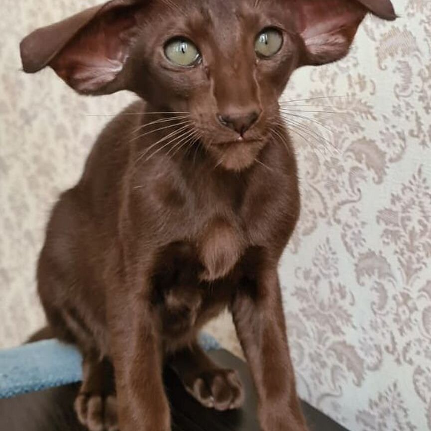 Ориентальные котята экстрим