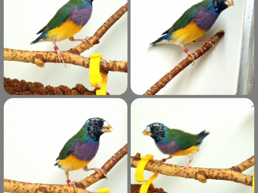 Самец Амадина Гульда (синегенный)