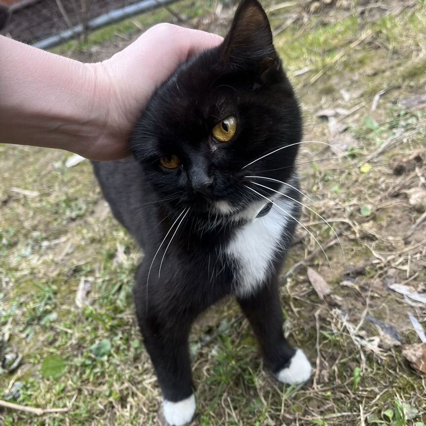 Котёнок в добрые руки