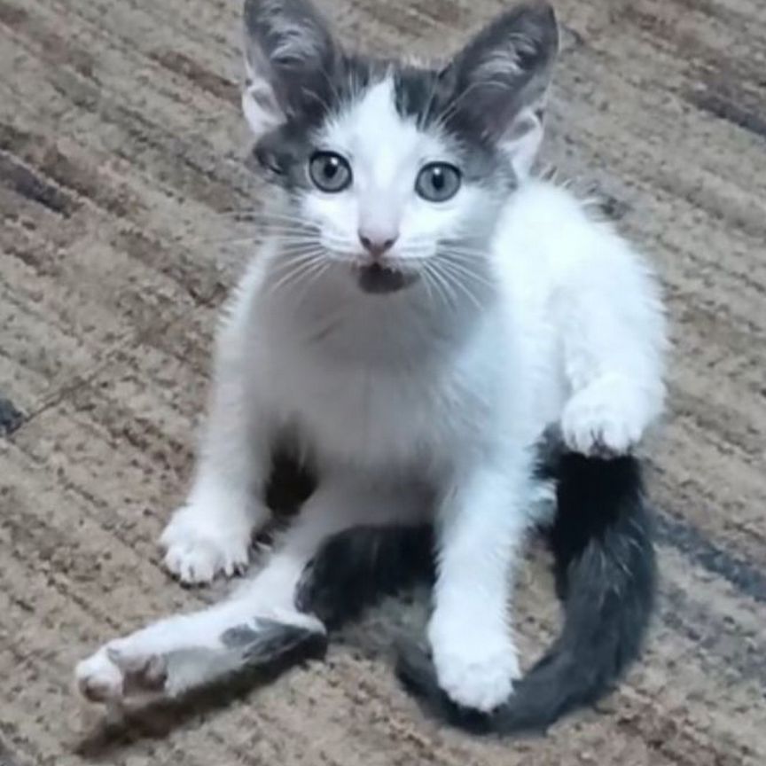 Котёнок в добрые руки