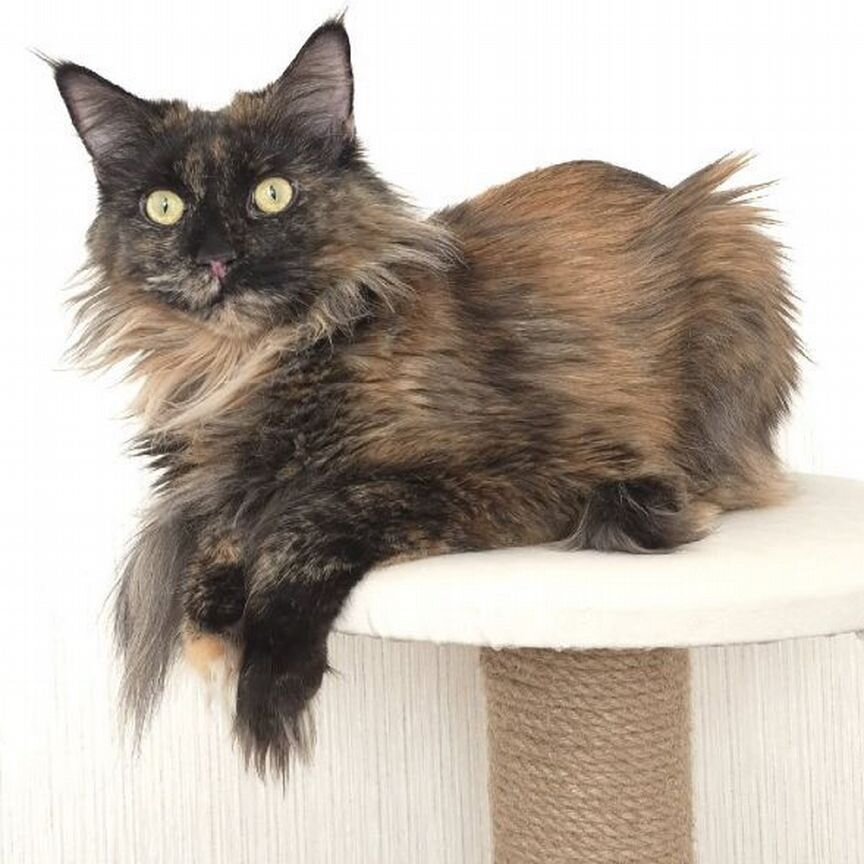 Мейн-кун, взрослая кошка