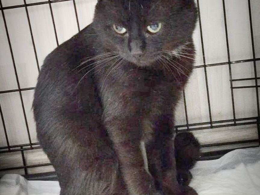 Котик в любящую семью