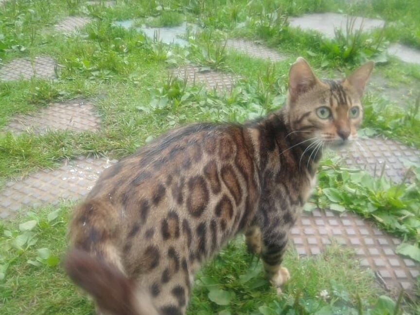 Бенгальская