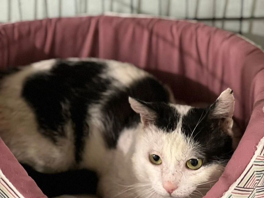Хороший котик Луффи