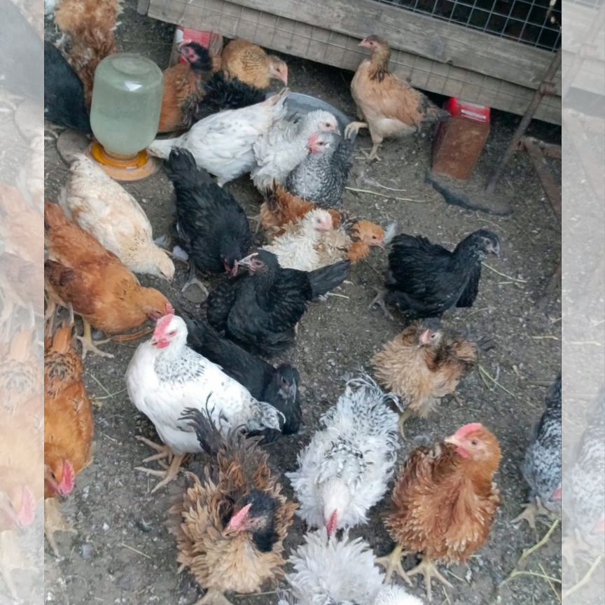 2х месячные цыплята