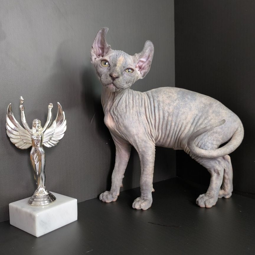 Канадский сфинкс котёнок