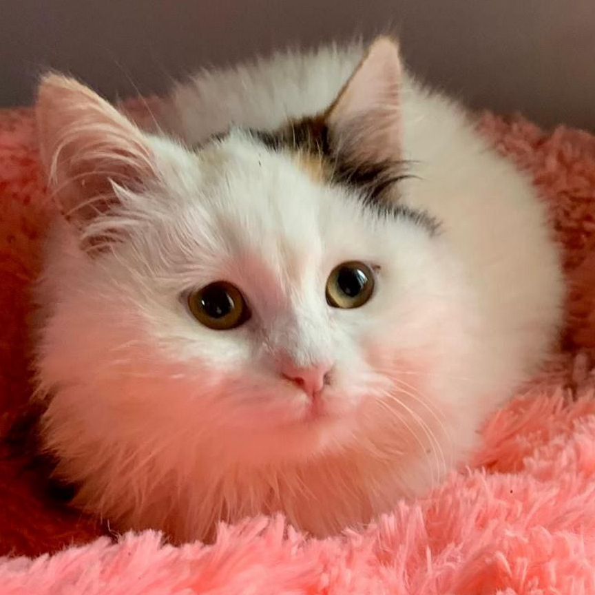 Котенок