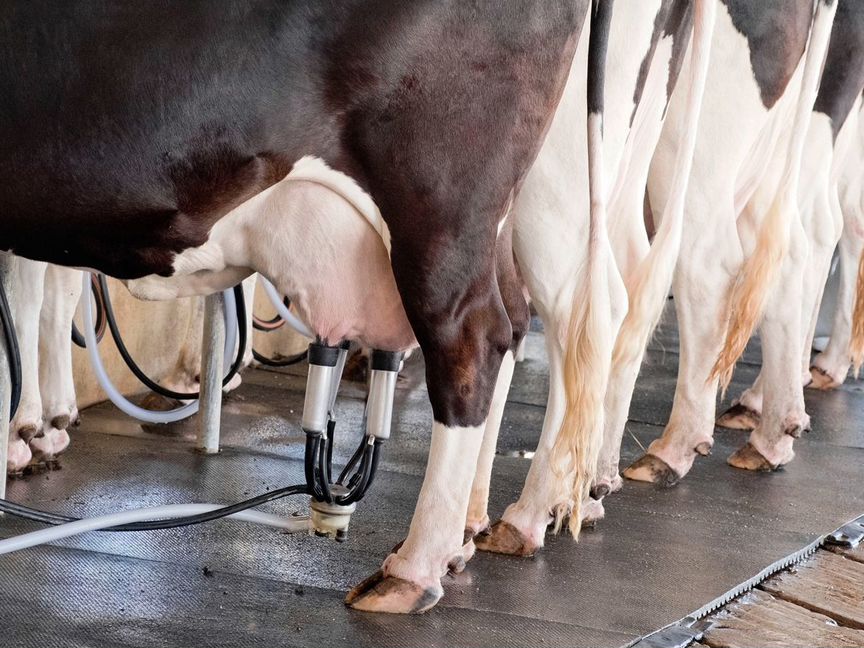 Аппарат для дойки в наличии