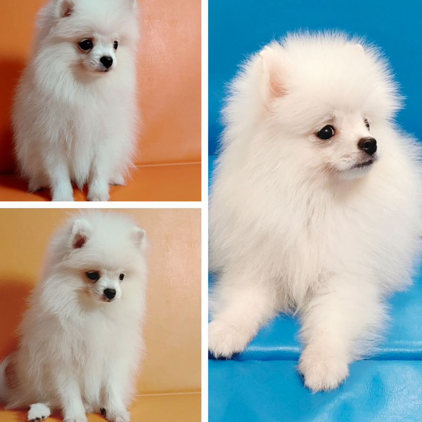 Померанский шпиц белая девочка