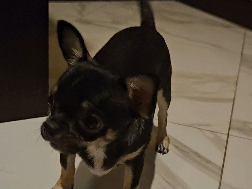 Щенки чихуахуа девочка