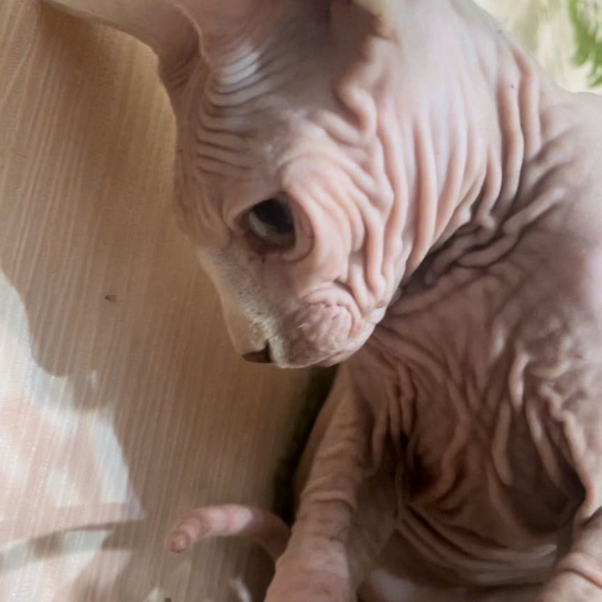 Канадский сфинкс котенок