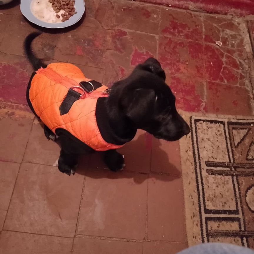 Шинок в добрые руки