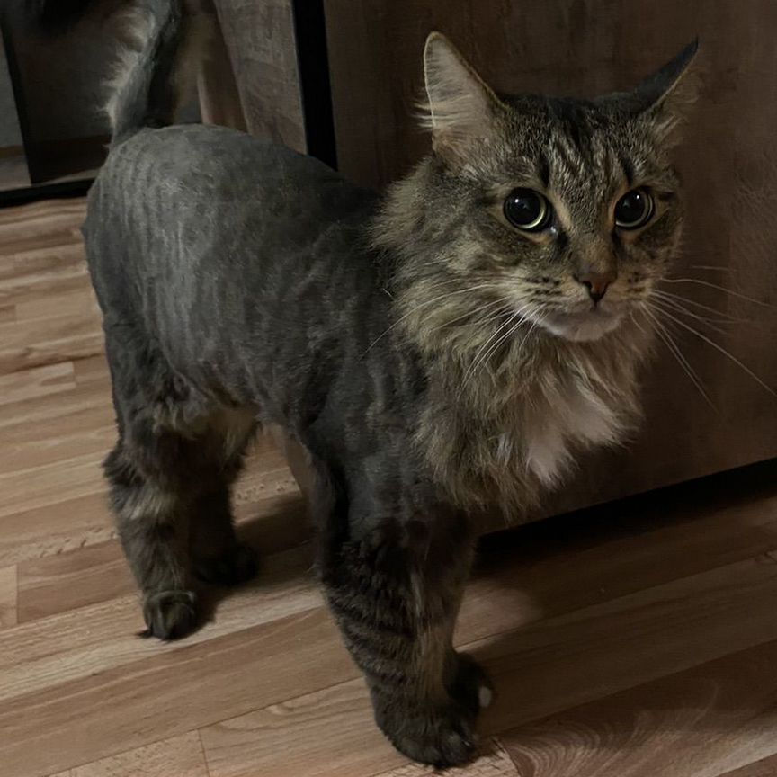 Перс-майкун