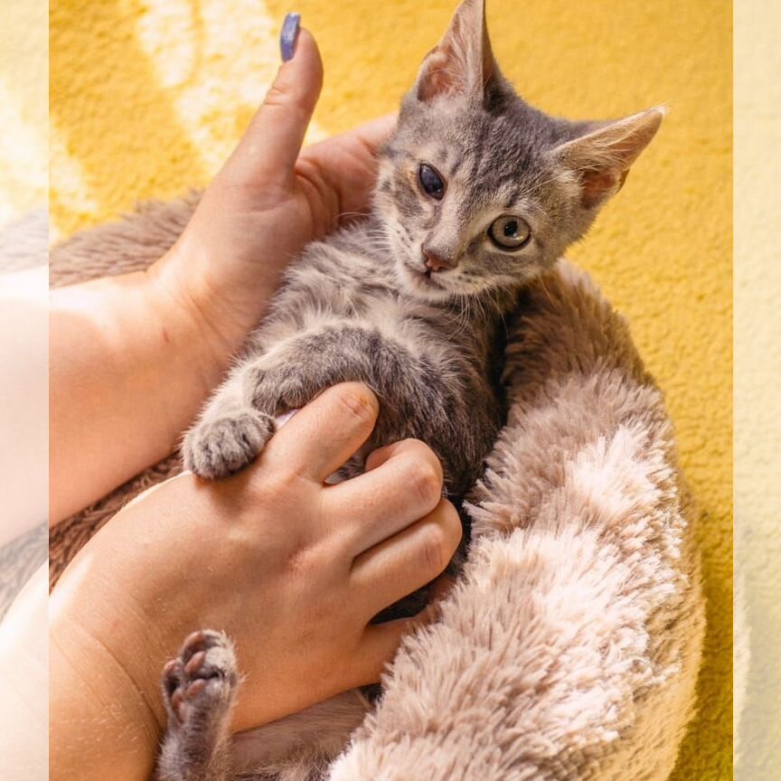 Котенок мальчик