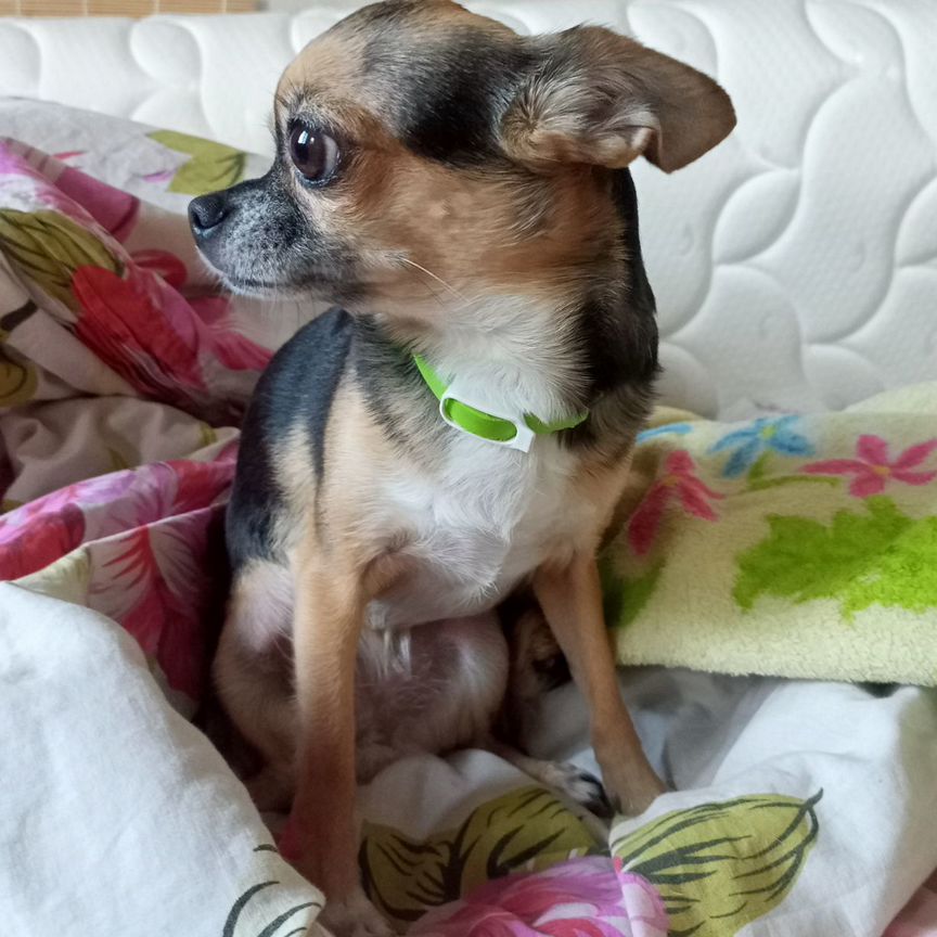 Чихуахуа, взрослая собака