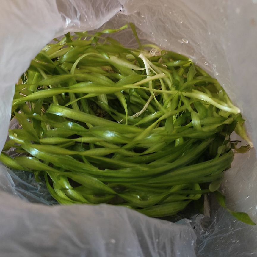 Аквариумные растения