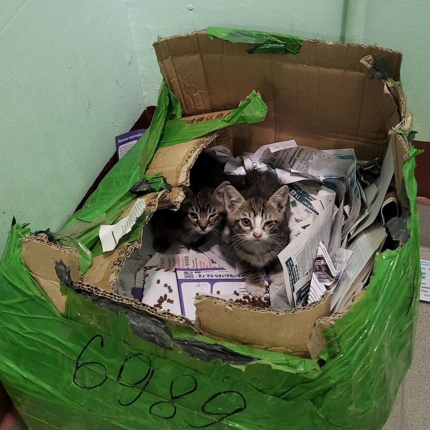 Котята в добрые руки